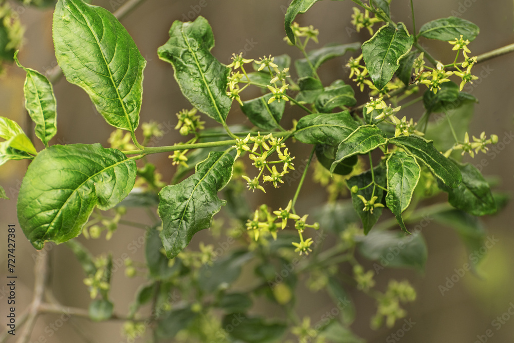 Euonymus, spindle or spindle tree, a genus of flowering plants in the ...