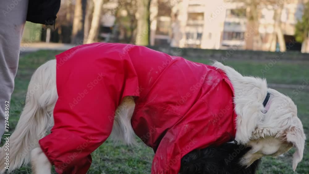 Two happy dogs play together on a walk in the park next to the owner's ...