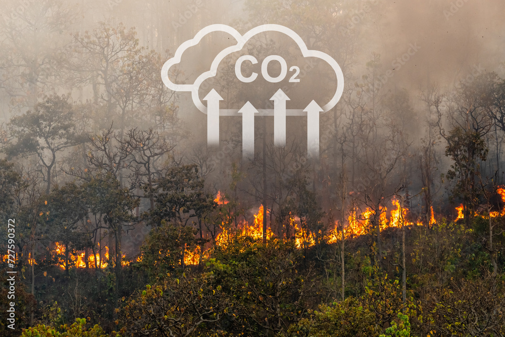 Forest fires release carbon dioxide and other greenhouse gasses, such ...