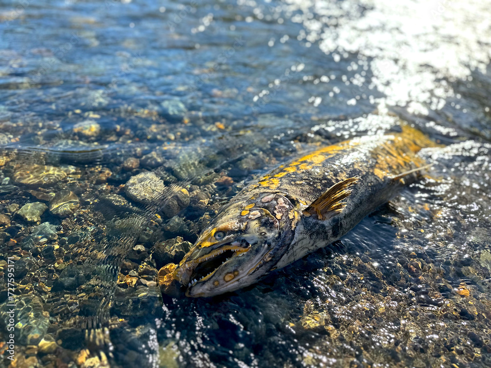 The Fate of the Wild Chinook Salmon in Nature. Washed Fish Carcass Lay ...