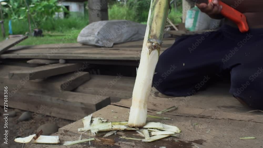 A ten-year-old boy in Ecuador cuts sugarcane with a huge machete. South ...