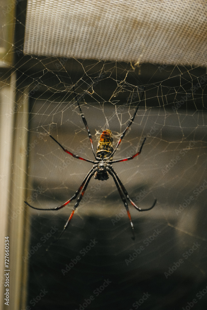 Nephile du Senegal à la Ménagerie du Jardin des plantes Stock Photo ...