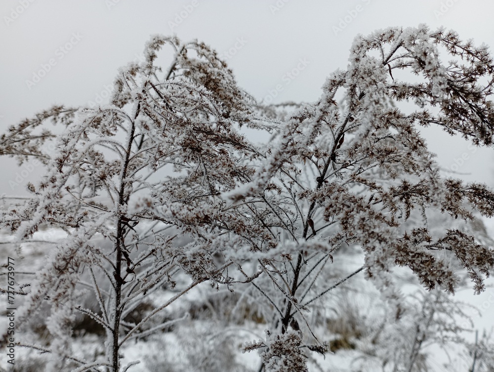 Frozen goldenrod stems under a layer of cold white hoarfrost. grass ...
