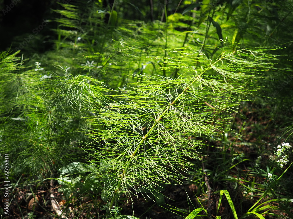 Horsetail Equisetum, genus of vascular plants, department Equisetophyta ...