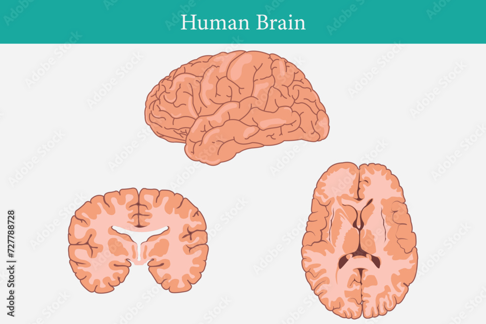 Horizontal and vertical cross sections through cerebrum. set vector ...