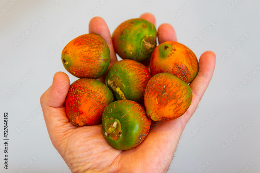 Rare and exotic fruit of the peach palm (Bactris gasipaes), typical ...