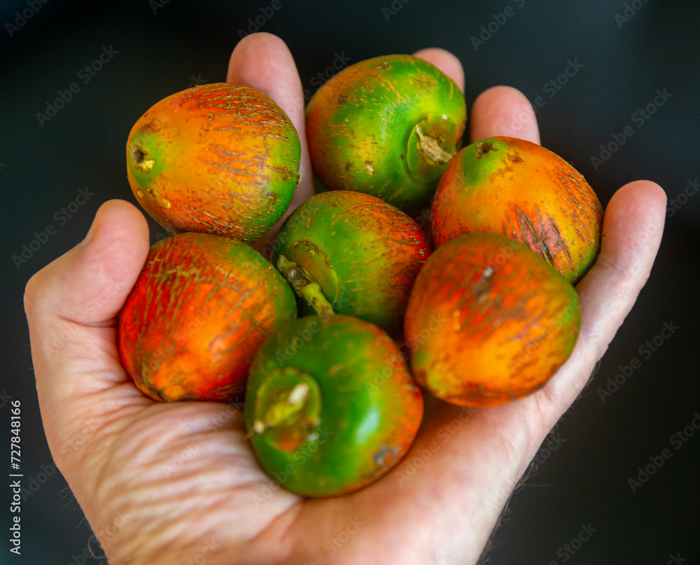 Rare and exotic fruit of the peach palm (Bactris gasipaes), typical ...