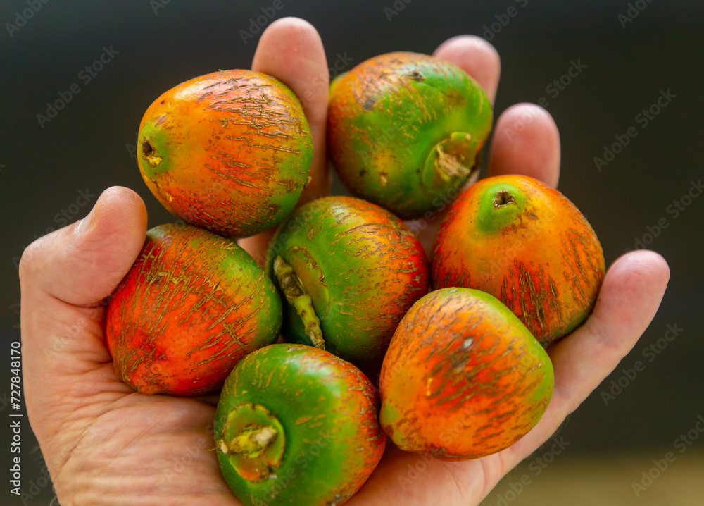 Rare and exotic fruit of the peach palm (Bactris gasipaes), typical fruit of the Brazilian ...