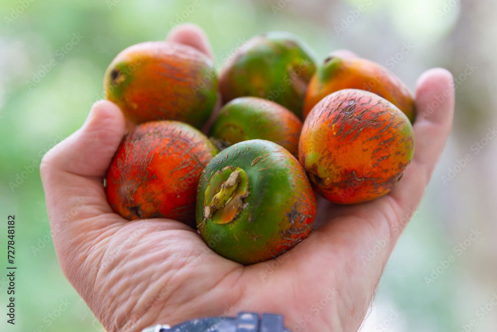 Rare and exotic fruit of the peach palm (Bactris gasipaes), typical fruit of the Brazilian ...