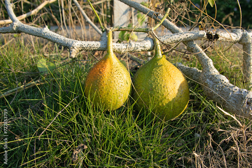 A Southeast Asian fruit commonly known as gak, baby jackfruit, spiny ...