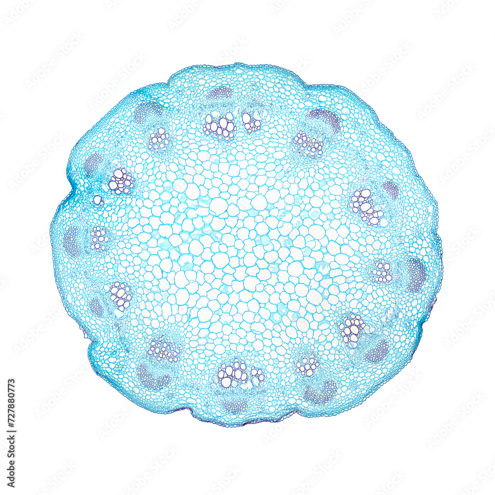 Sunflower stem, cross section, 8X light micrograph. Plant stem of ...