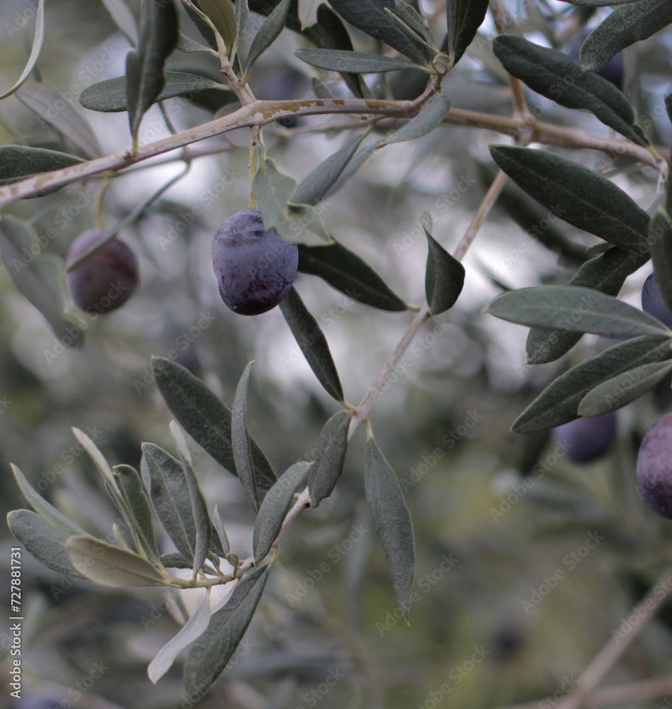 Macro shot of olive trees in garden of village house where organic ...