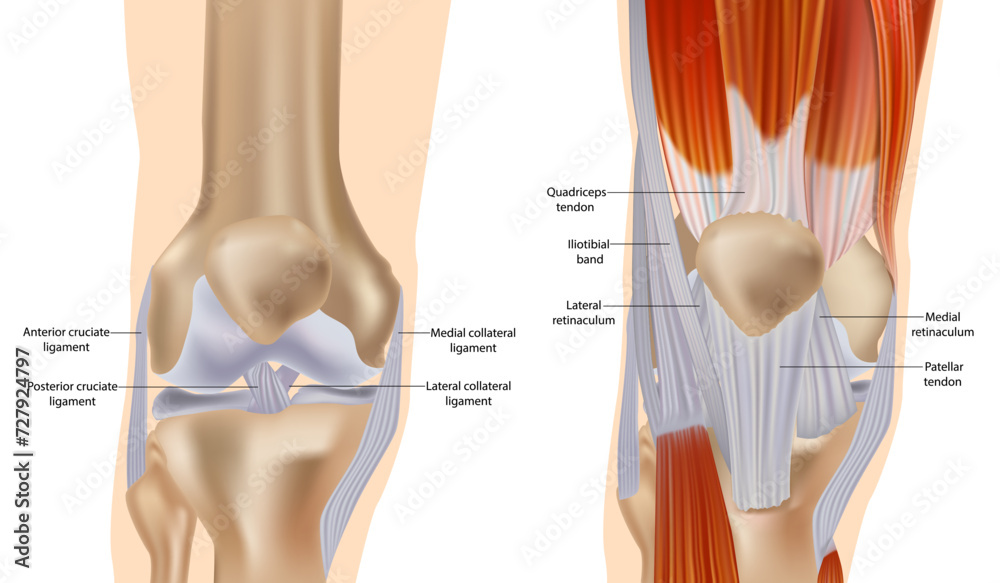 Knee anatomy including ligaments, cartilage and meniscus. Detailed ...