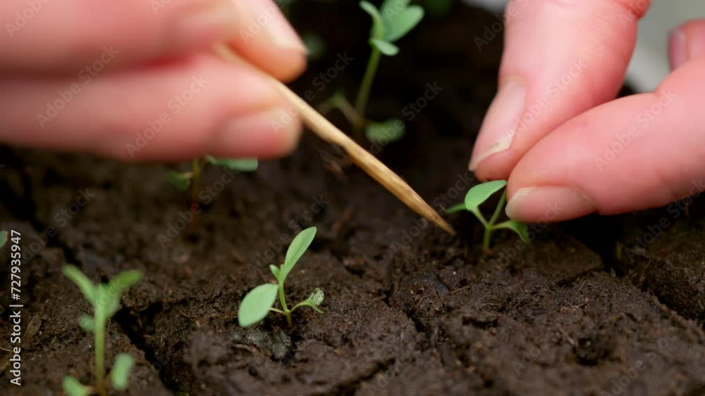 Transplanting young eucalyptus seedlings into soil blocks. Soil ...