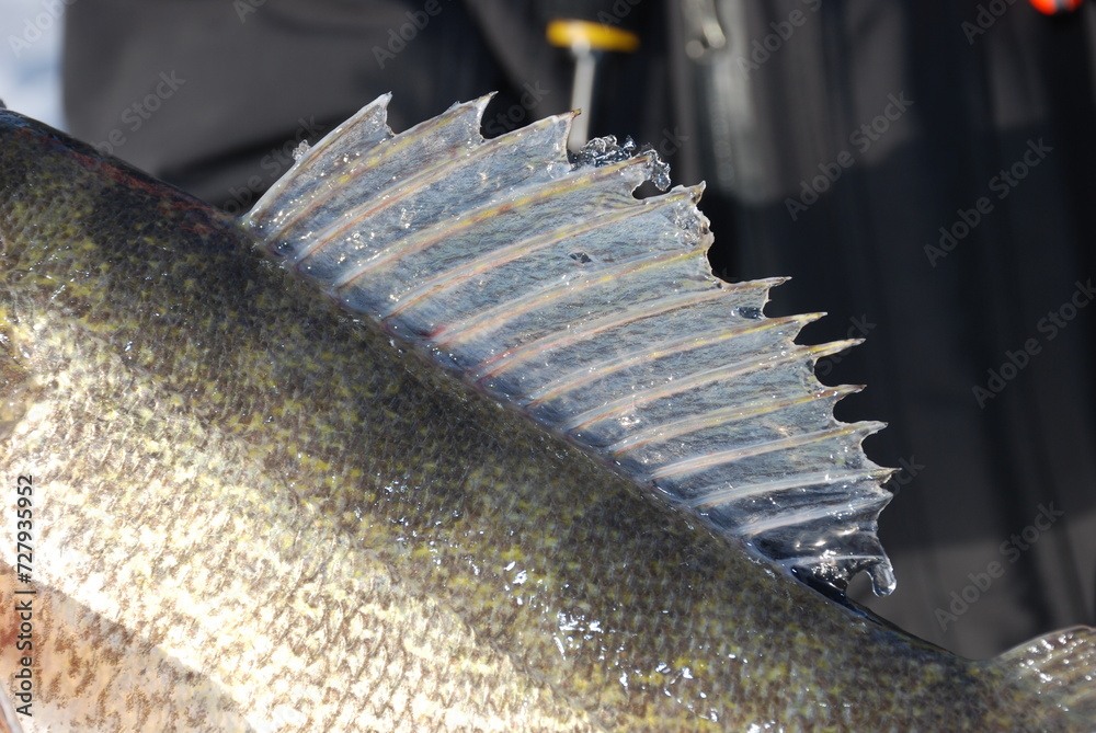 Frozen dorsal fin on a walleye in winter Stock Photo | Adobe Stock
