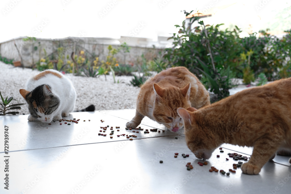 Colony of cats feeding. Wild cats living outdoors. A group of stray ...
