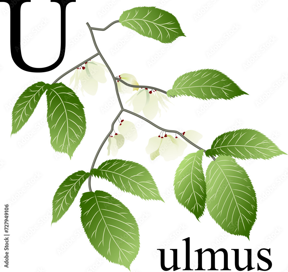 Ulmus. Illustration of Ulmus, letter U of the plant alphabet. Element ...