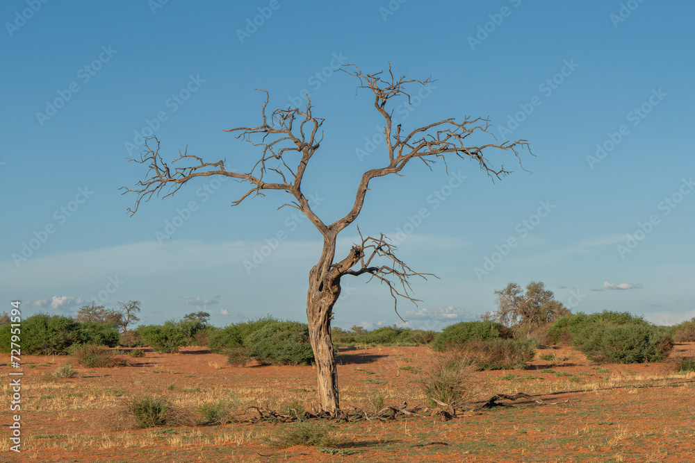 The view of dead trees with red sand of Kalahari desert and sky in ...