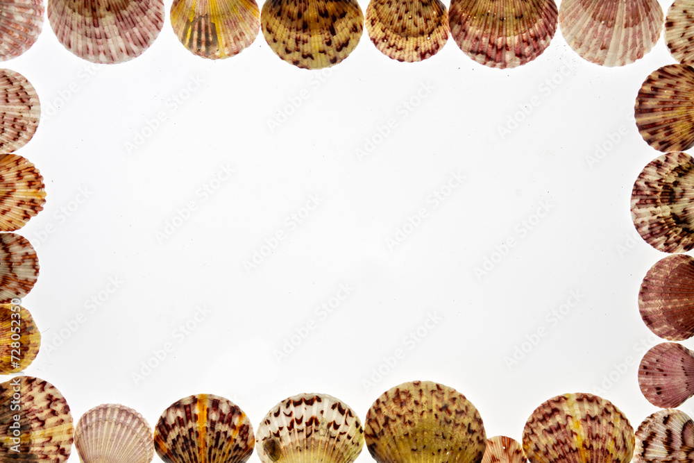 Calico scallop sea shell arranged as a frame for a notepad or a picture ...