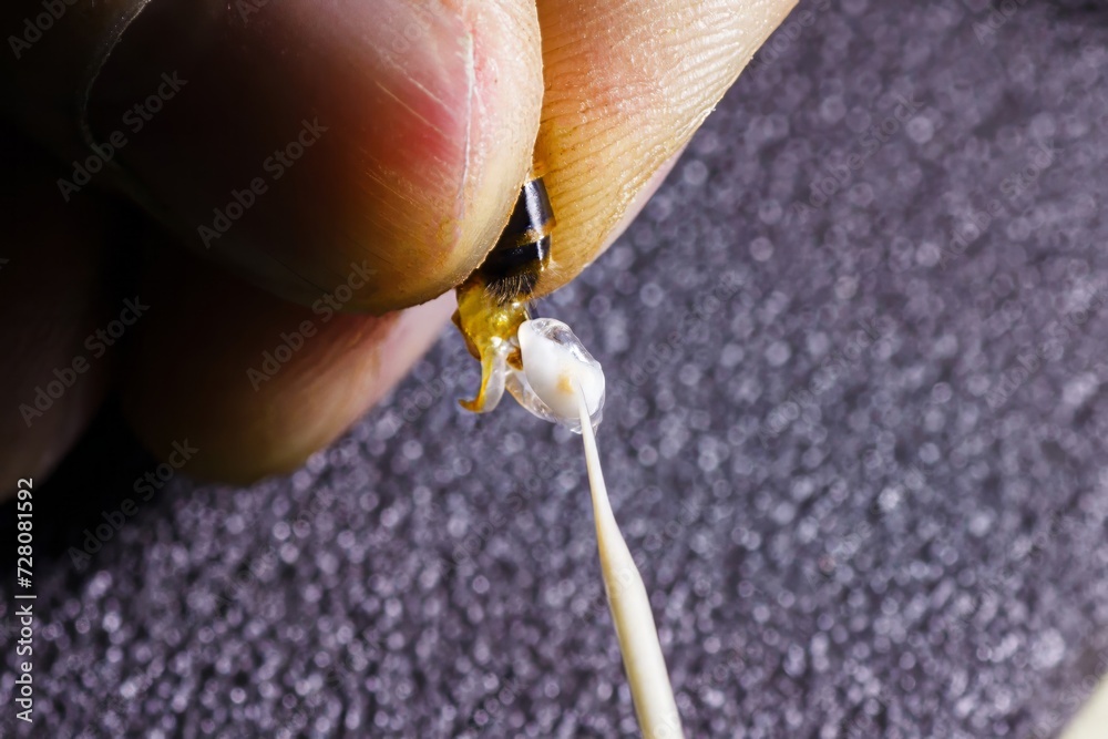 Preparation of material for artificial insemination of queen bees ...