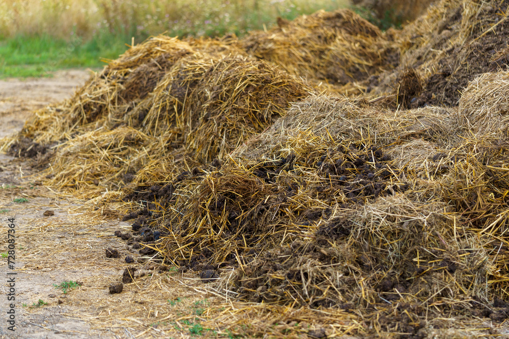 Pile of raw horse manure on the farmyard. Close up of pile of manure in ...
