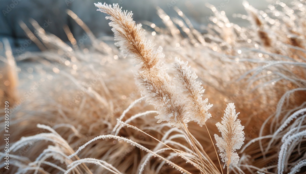 abstract natural background of soft plants cortaderia selloana frosted ...