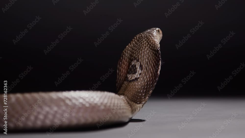 Monocled cobra markings on back while hooded nature documentary vídeo ...