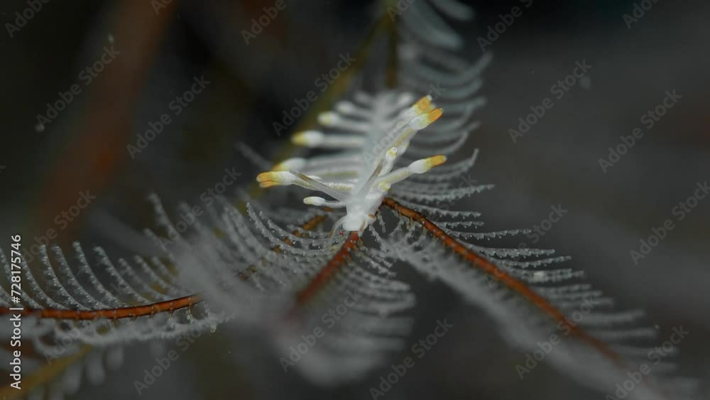 A nudibranch sits on a swaying branch of a hydroid growing at the ...