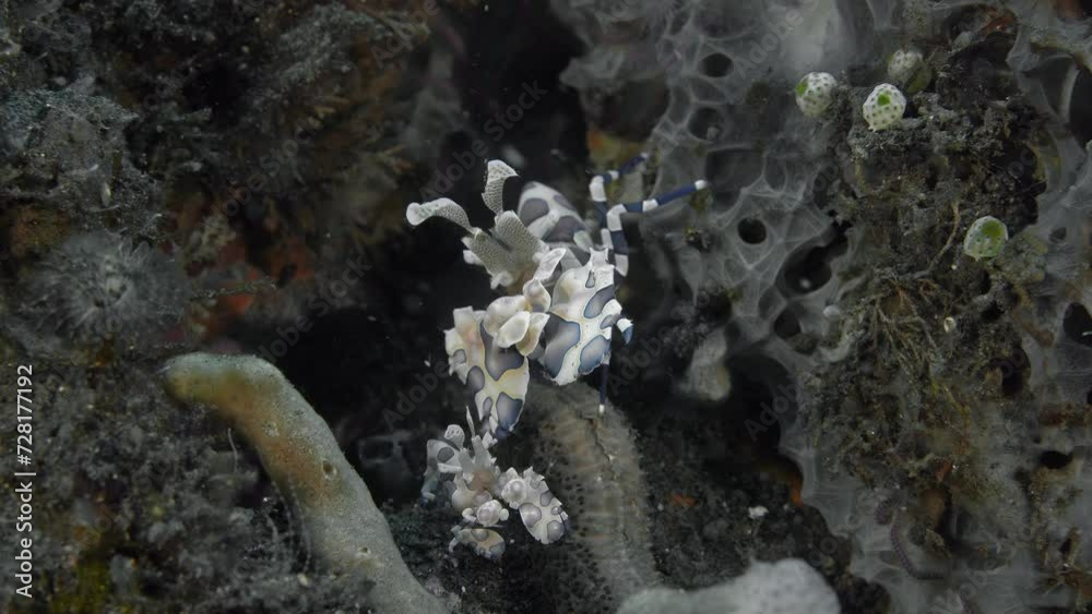 Two spotted shrimp, large and small, sit on the bottom of the tropical ...