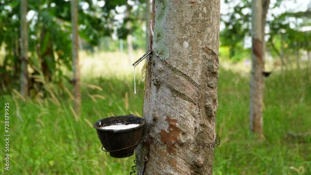Milky latex extracted from the rubber tree Hevea Brasiliensis as a ...