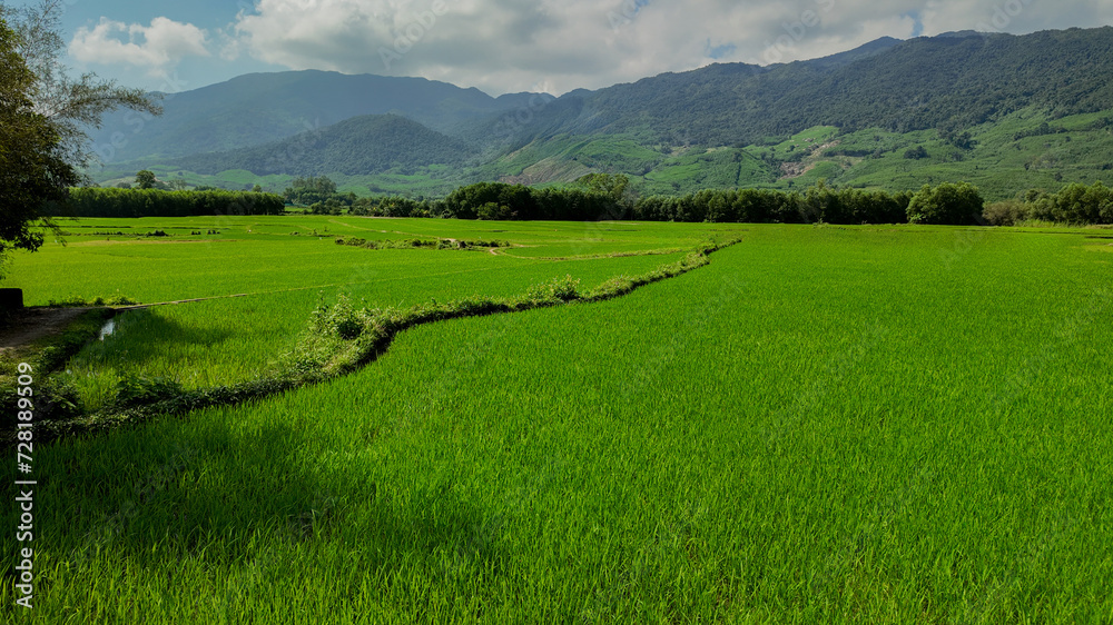Lush green rice fields with vibrant paddy crops, winding pathways, and ...