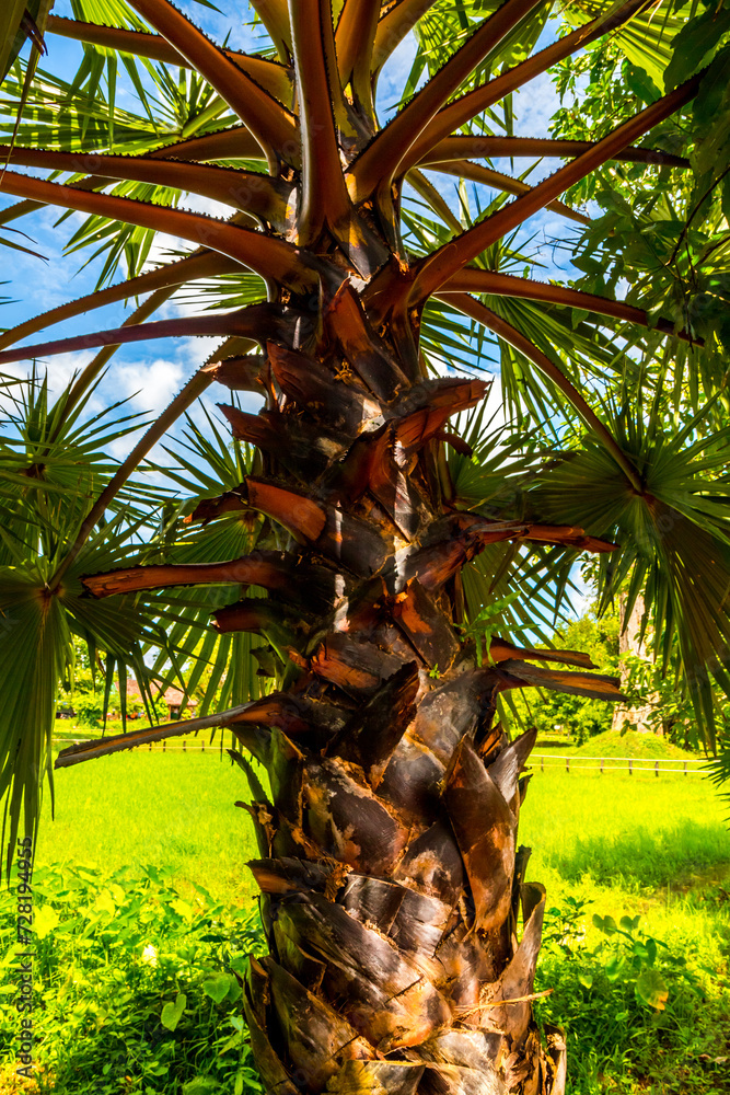 Talipot Palm (Corypha umbraculifera), Arecaceae in Siem Reap,Cambodia ...