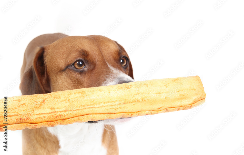 Defocused dog with rawhide chew stick. Cute puppy dog sniffing on long ...