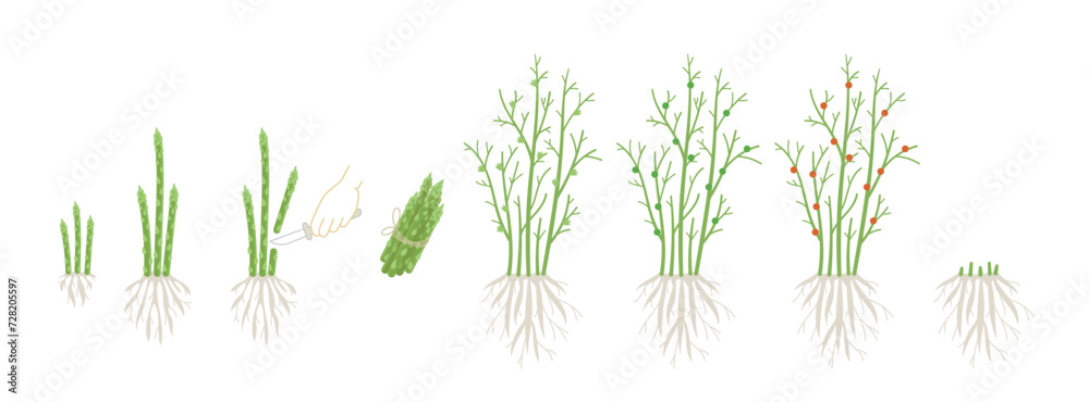 Asparagus plant growth stages. Growing cycle. Harvest progression ...