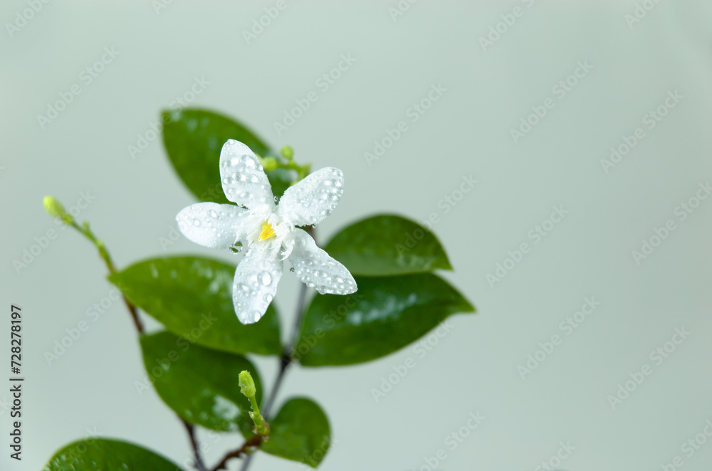 Close up photo of antidysentery Wrightia. beautiful white wrightia ...