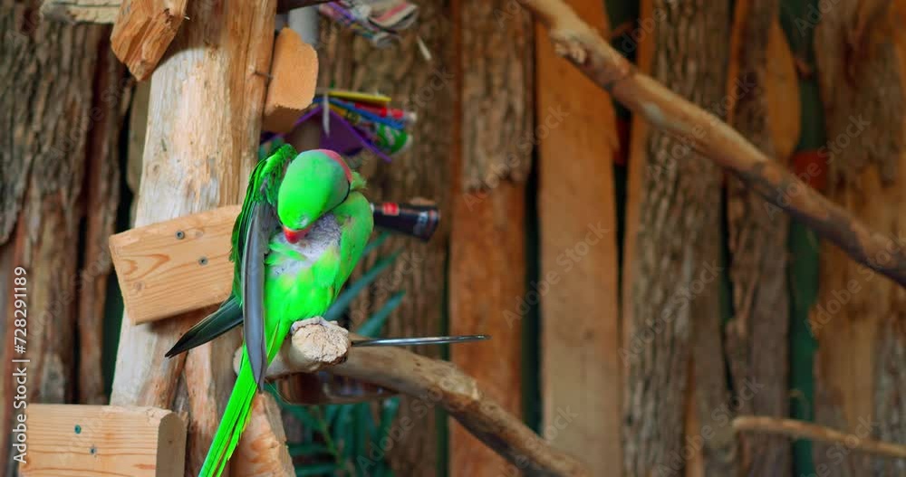Vidéo Stock In branch of tree Ring-necked Parrot with beautiful green ...