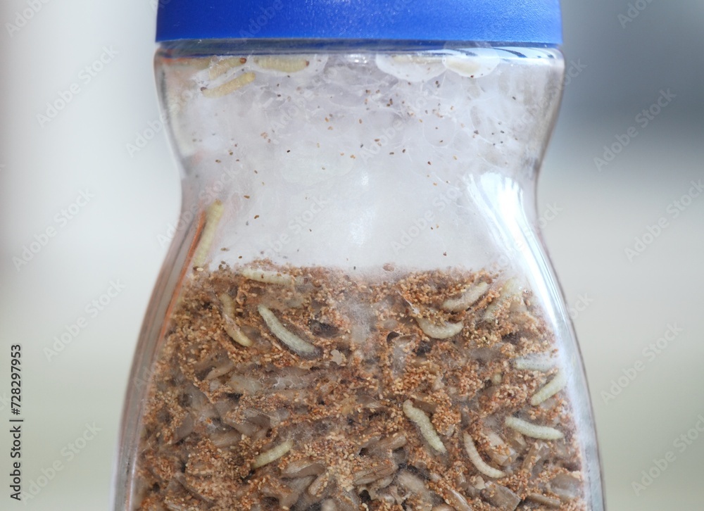 Glass with sunflower seeds full of Indian meal moth larvae, Plodia ...