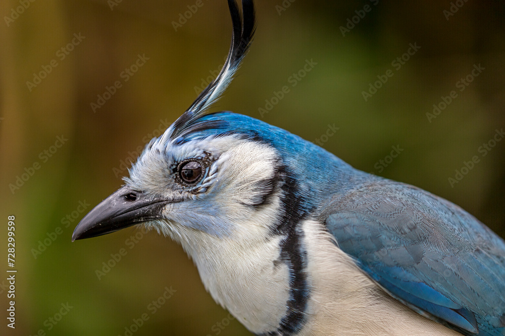 Portrait d'un White-throated Magpie-Jay (Calocitta formosa) sur le ...