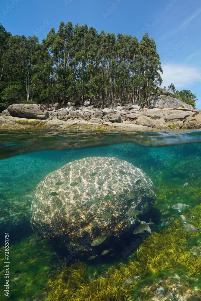 Rocky coast with Eucalyptus trees and a boulder with fish underwater in ...