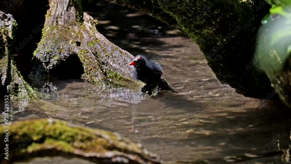 Juvenile baby common moorhen Gallinula chloropus also known as the ...