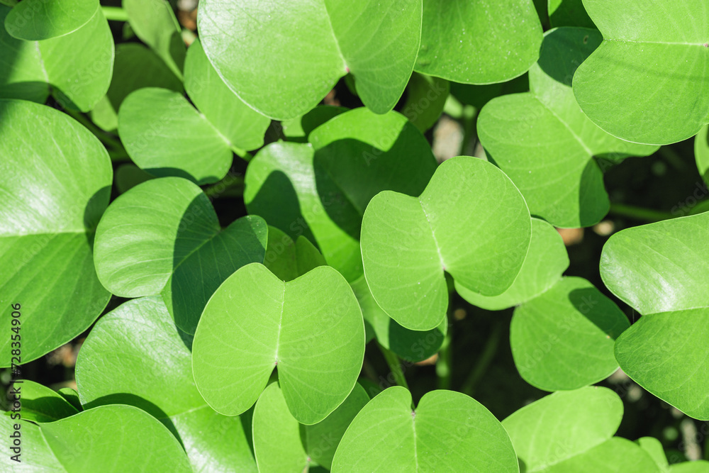 Lush Green Beach Morning Glory. Dense coverage of green grass leaves at ...