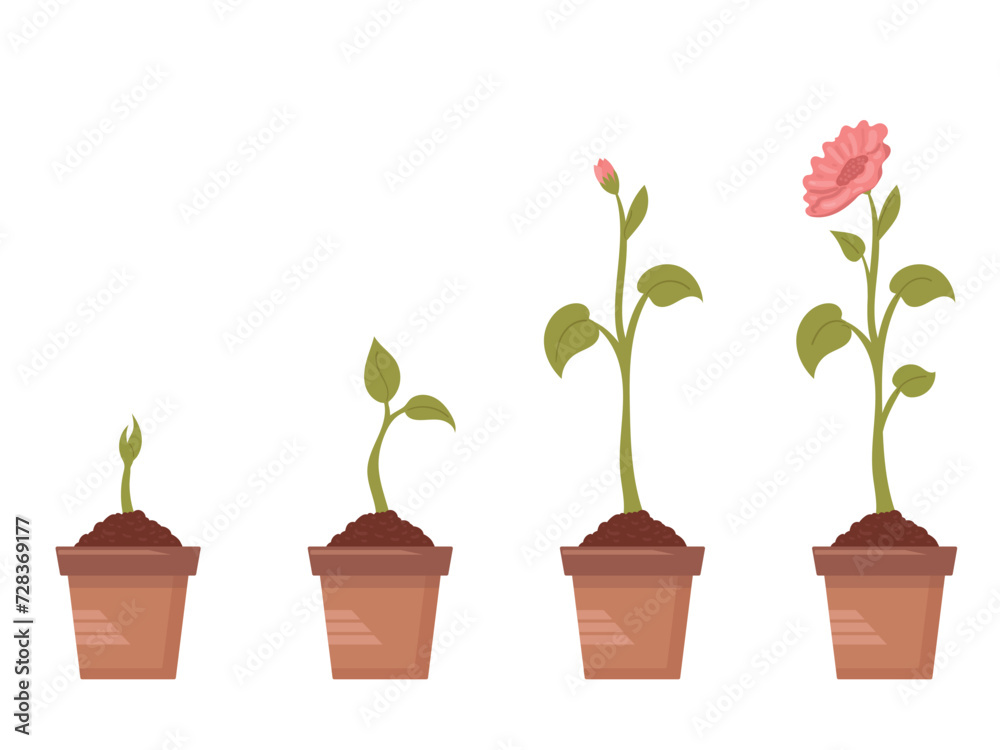 Process of flower growth. Vector image of foue stages of growth of a ...