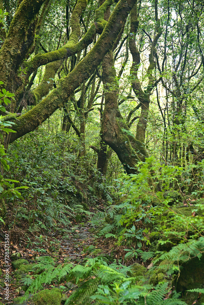 Madeira, Portugal - January 2024: Parque Florestal das Queimadas Stock ...
