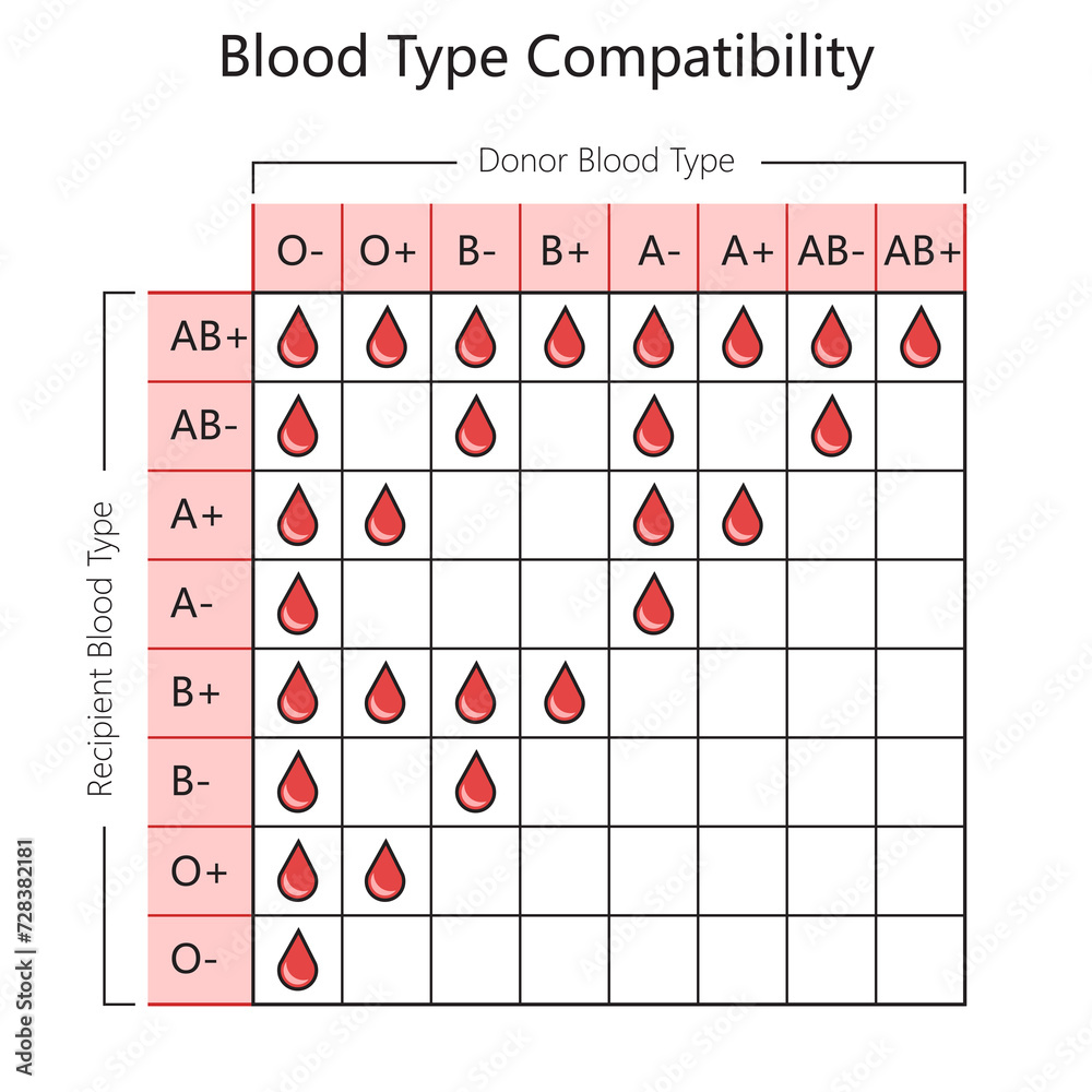blood type compatibility chart diagram hand drawn schematic raster ...