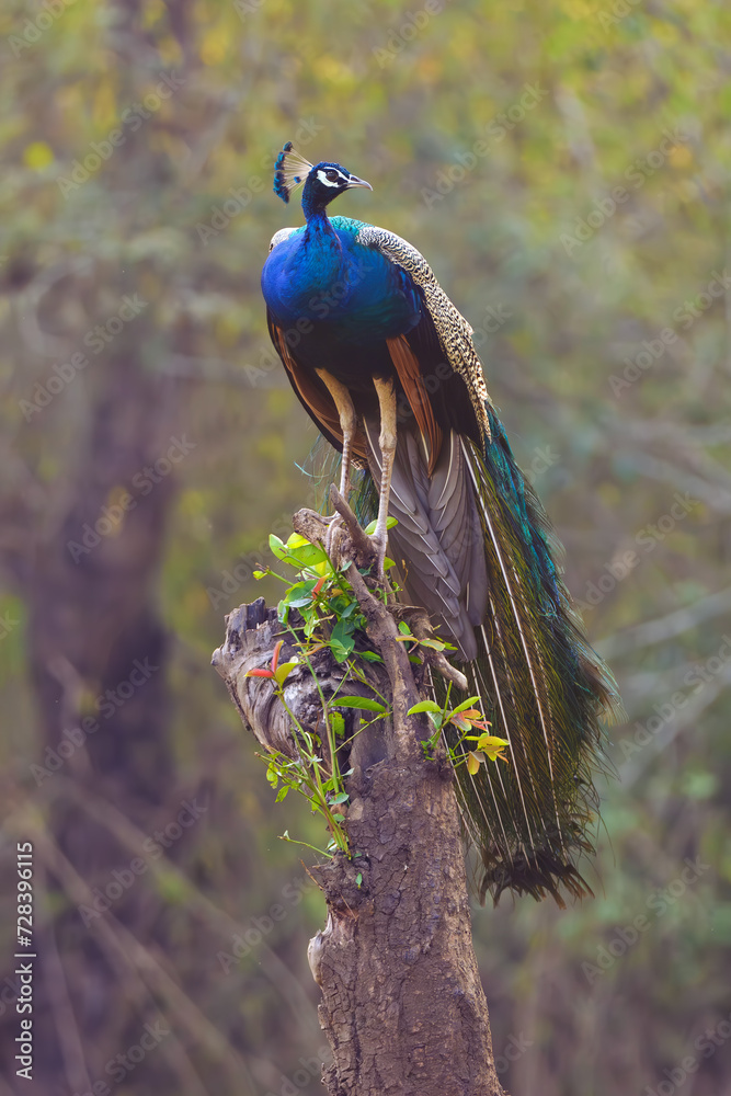 The Indian peafowl (Pavo cristatus), also known as the common or blue ...