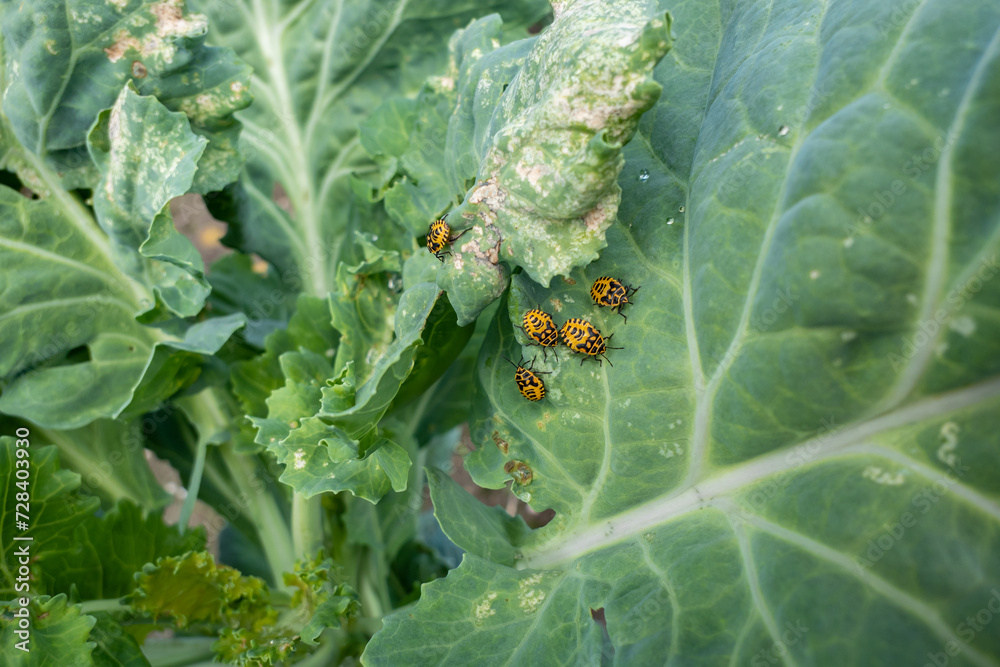 Praga de Insetos devastando as couves: Infestação de insetos ameaça a ...