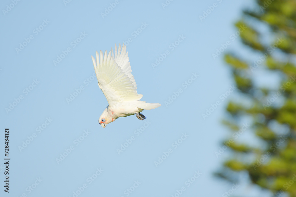 Long-billed corella (Cacatua tenuirostris) a white parrot, a medium ...