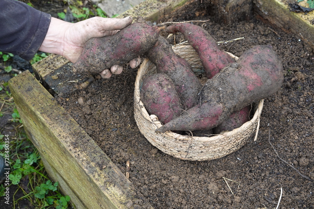 man holding Peruvian ground apple tuber with yacon crop in a wicker ...