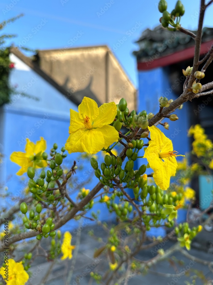 Hoa Mai tree (Ochna Integerrima), yellow Mai flower, traditional lunar ...