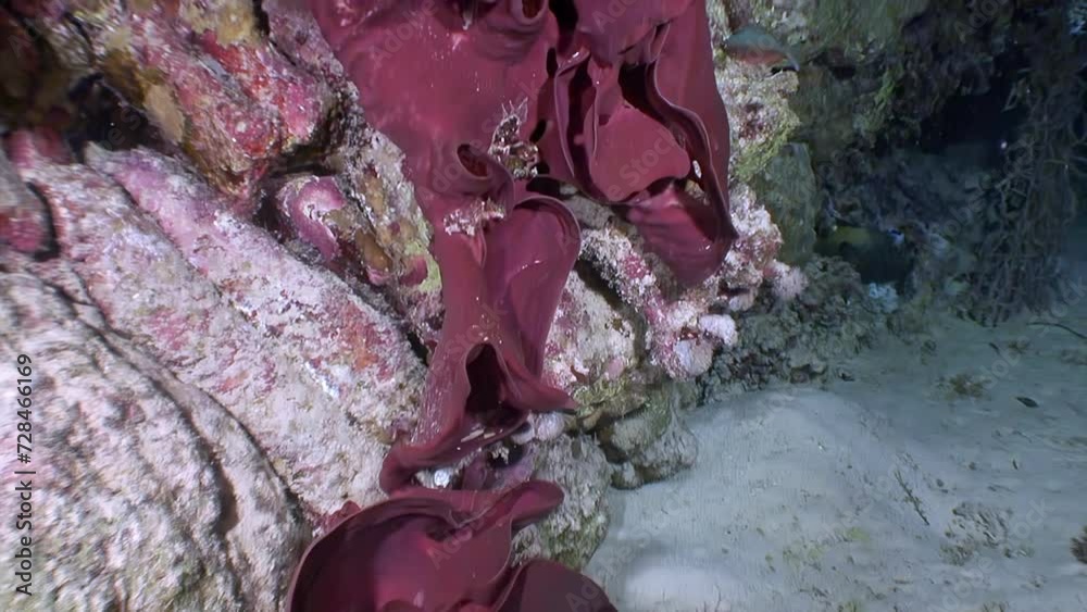 Vidéo Stock Underwater world is enchanted by unexpected beauty of rare ...